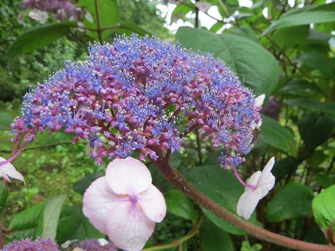 Gallery - Moors Meadow Open Gardens and Nursery - Bromyard - Herefordshire