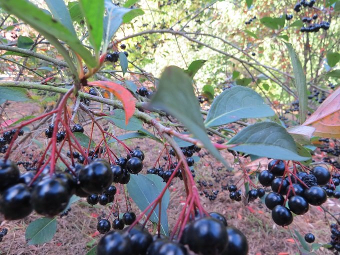 Gallery - Moors Meadow Open Gardens and Nursery - Bromyard - Herefordshire