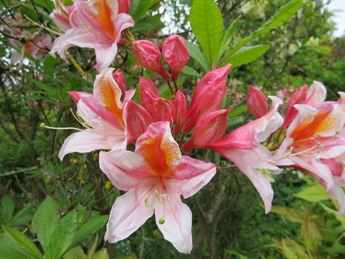 Gallery - Moors Meadow Open Gardens and Nursery - Bromyard - Herefordshire