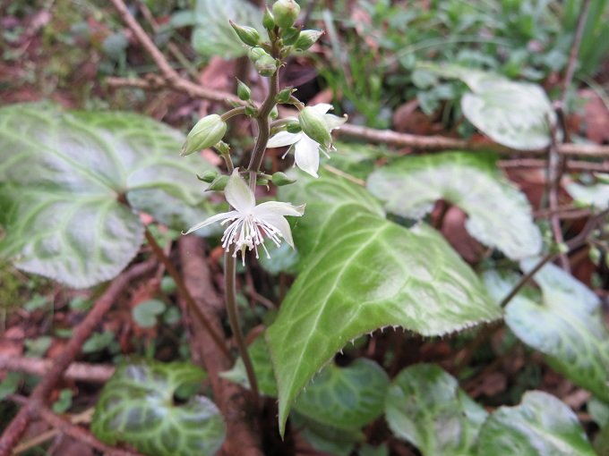 Gallery - Moors Meadow Open Gardens and Nursery - Bromyard - Herefordshire