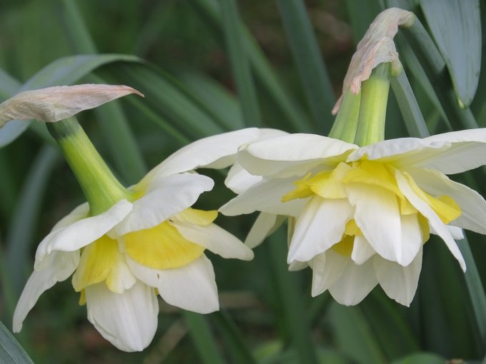Gallery - Moors Meadow Open Gardens and Nursery - Bromyard - Herefordshire