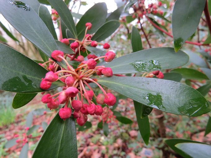 Gallery - Moors Meadow Open Gardens and Nursery - Bromyard - Herefordshire