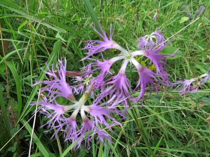 Gallery - Moors Meadow Open Gardens and Nursery - Bromyard - Herefordshire