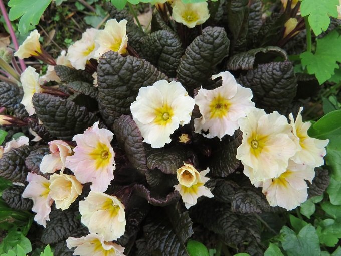 Gallery - Moors Meadow Open Gardens and Nursery - Bromyard - Herefordshire